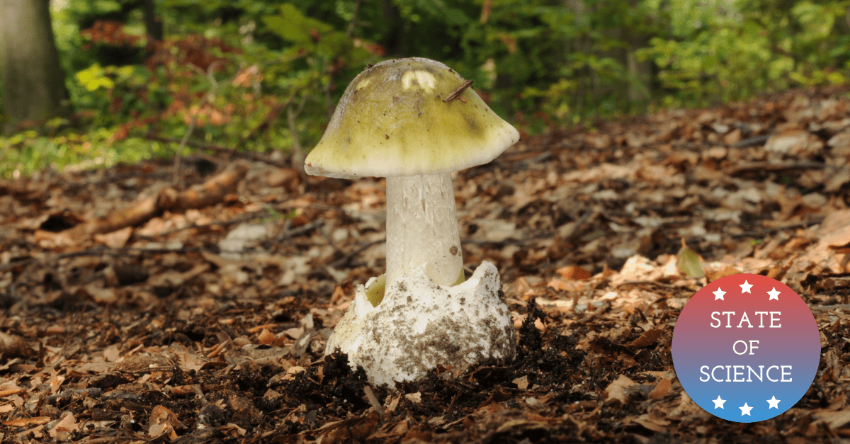 Toxic Death Cap Mushrooms Take Root In The Mountain West