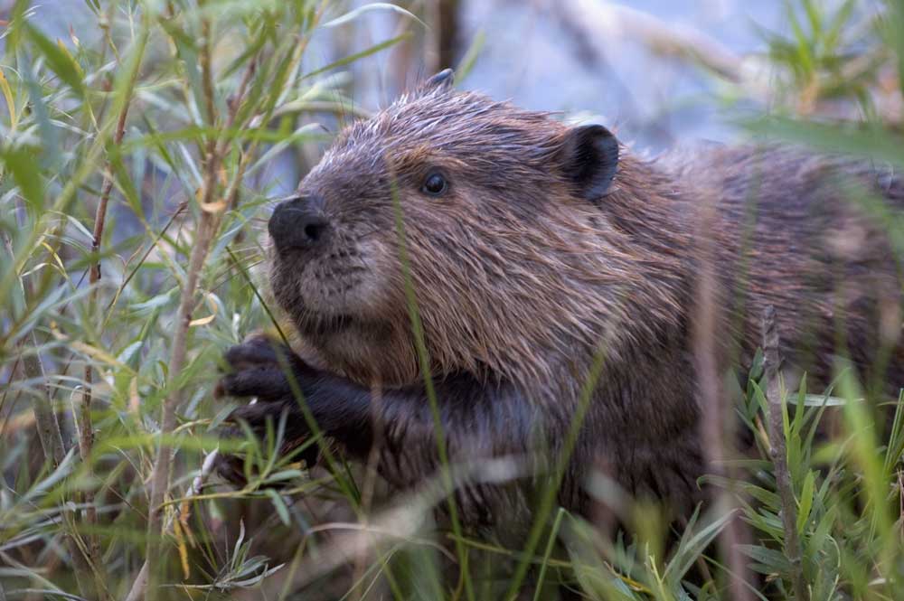 How The Humble Beaver Shaped The North American Continent