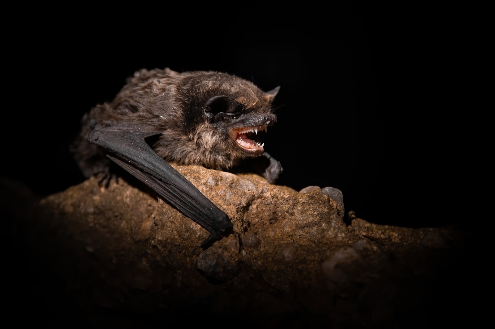 Bats Use Death Metal 'Growls' To Make Social Calls