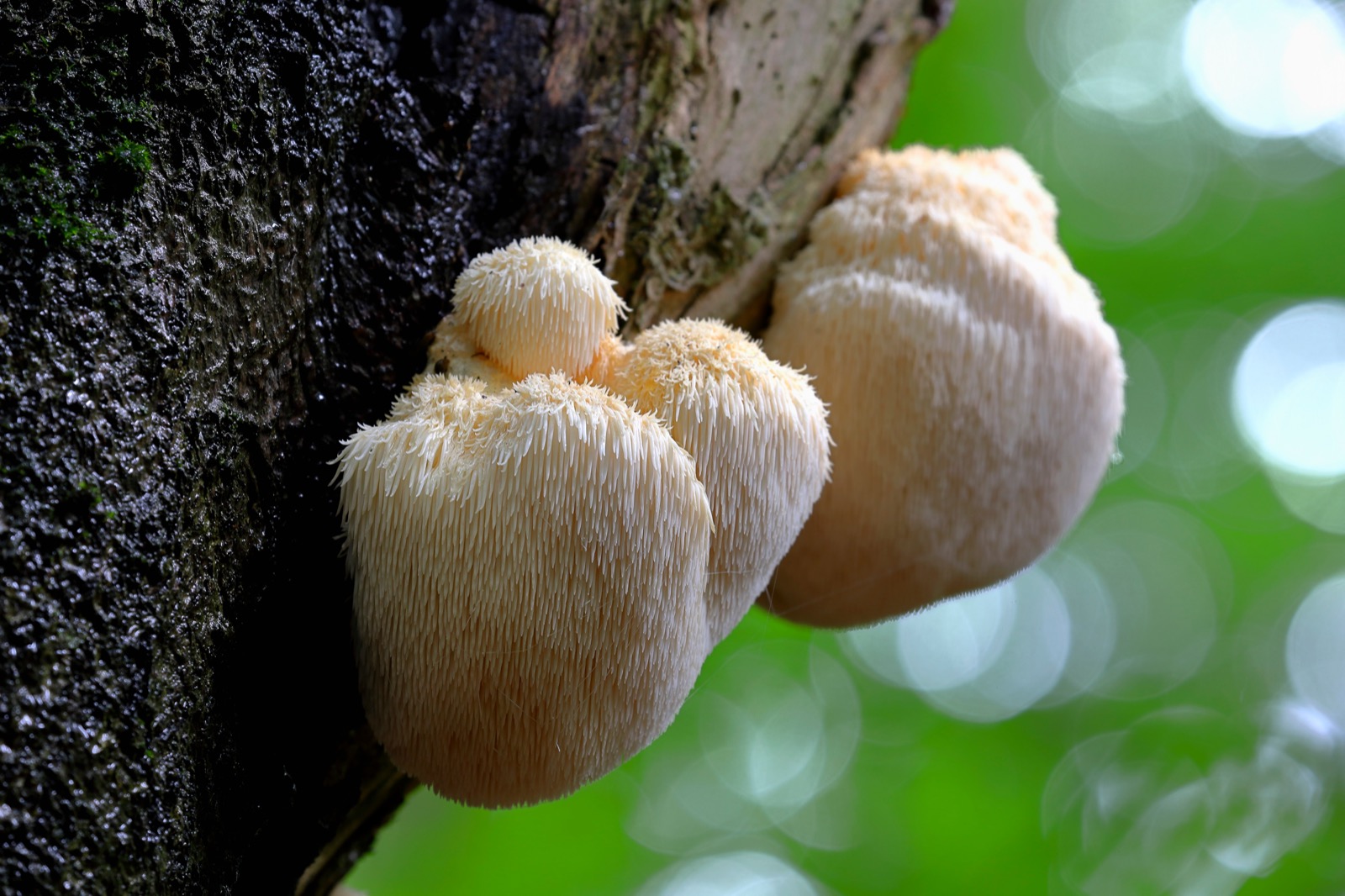 Lion’s Mane Mushrooms Improve Memory, Study Finds
