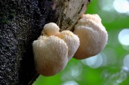 Lion s Mane Mushrooms Improve Memory Study Finds