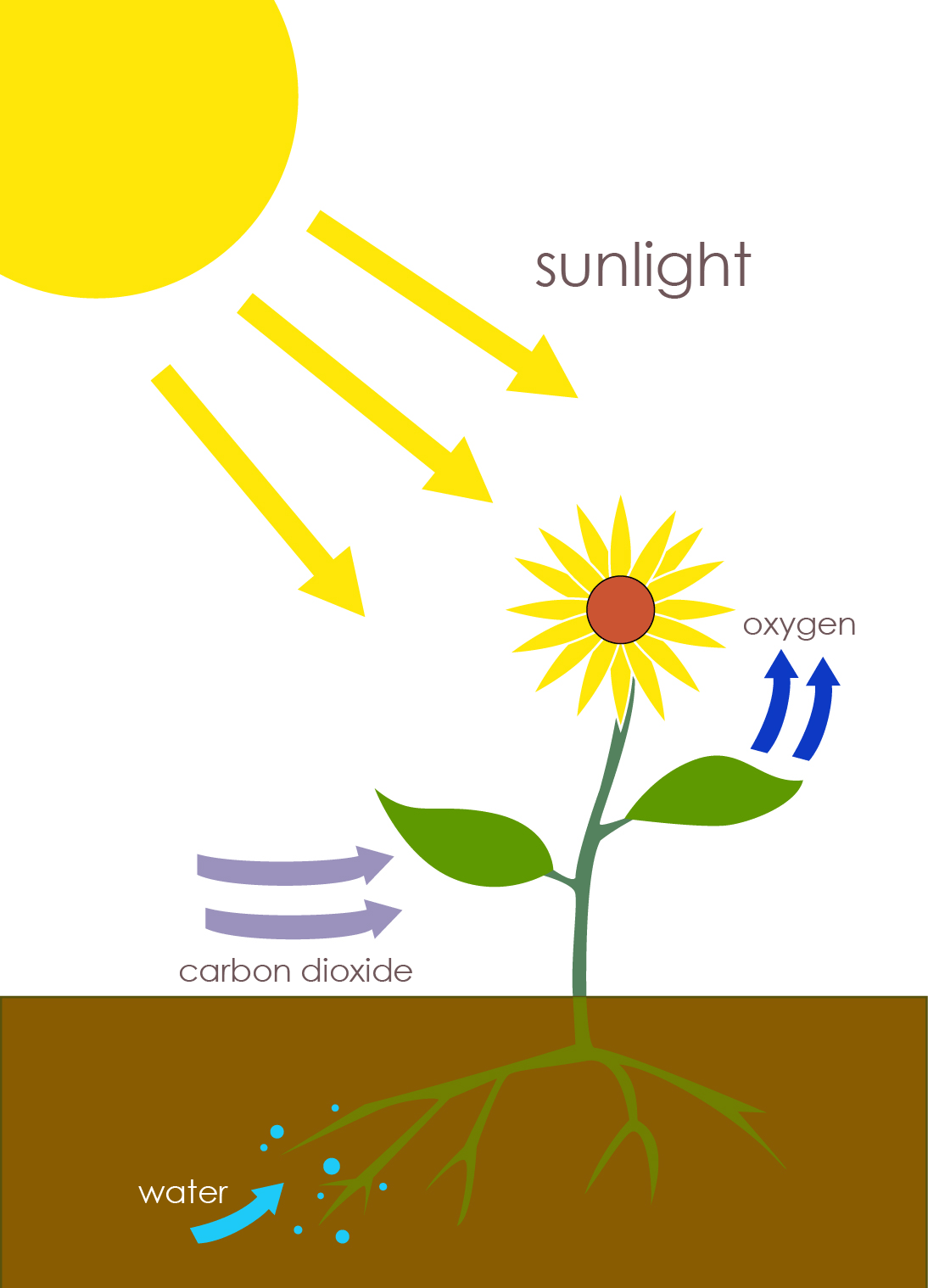 What Makes A Superbloom So Super? - Science Friday