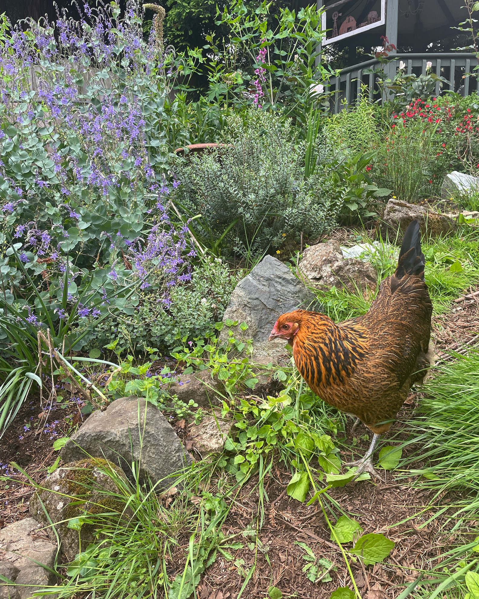 The Surprising Science Of Chickens