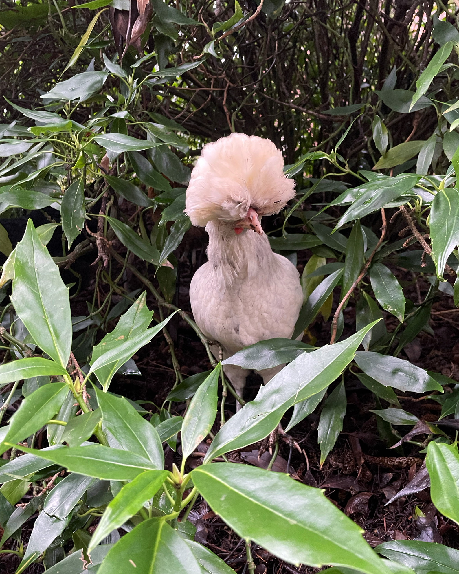 The Surprising Science Of Chickens