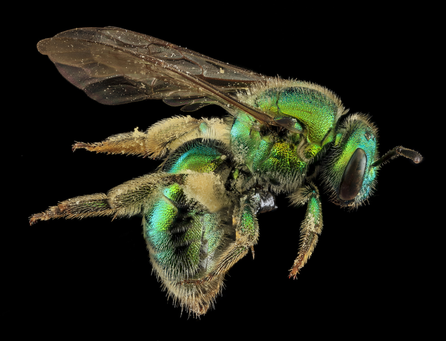 New Research Suggests Bees Are Sentient