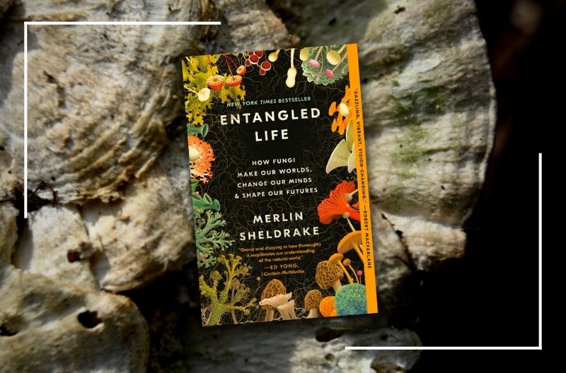 What It Looks (And Smells) Like When Mushrooms Hunt Worms