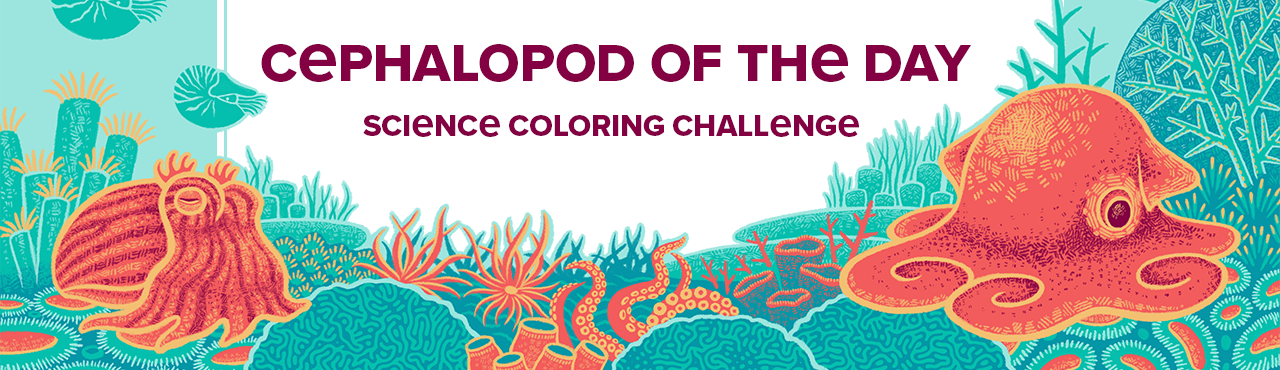 Explore Our Digital Cephalopod Coloring Book