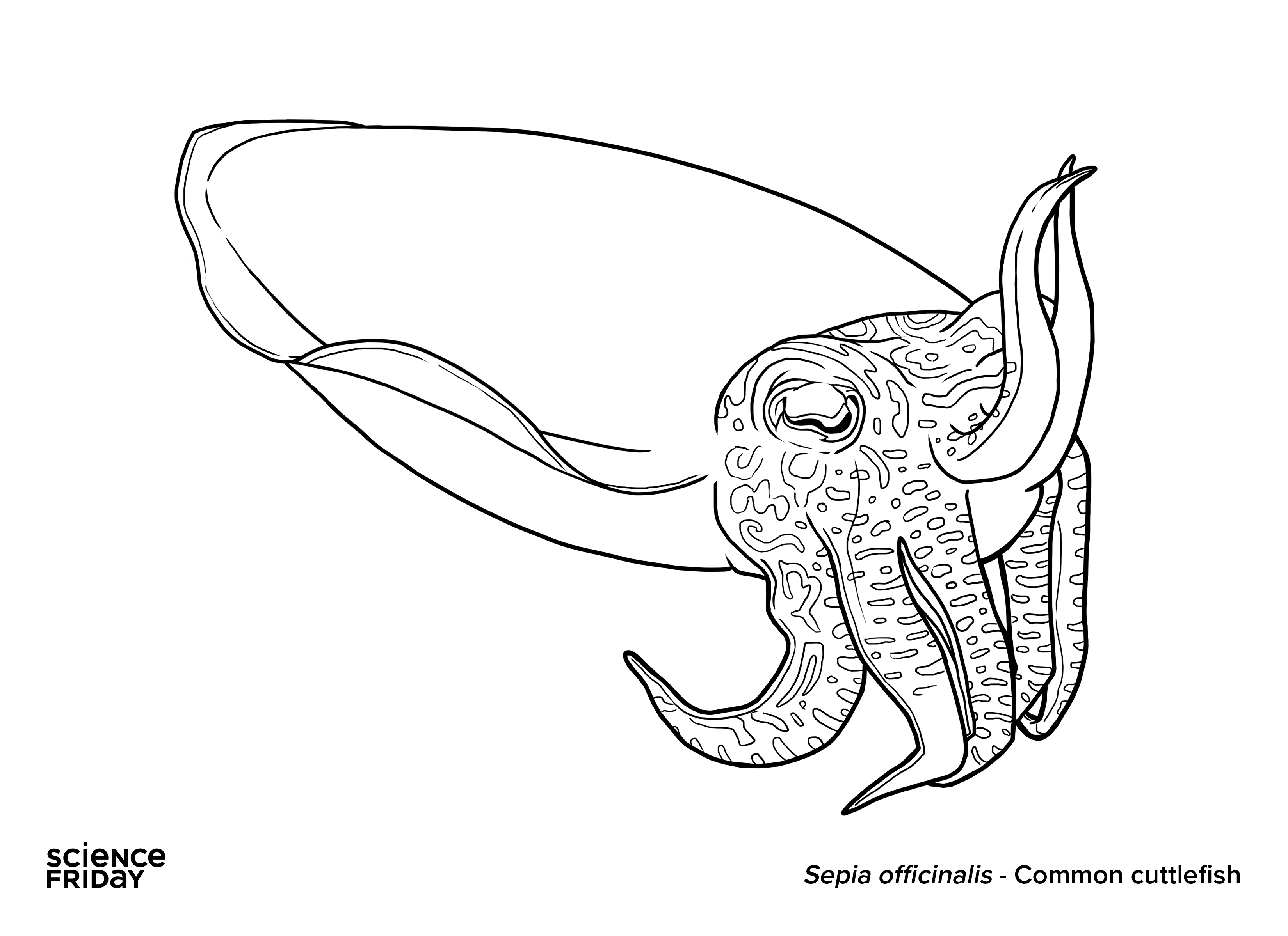 Explore Our Digital Cephalopod Coloring Book