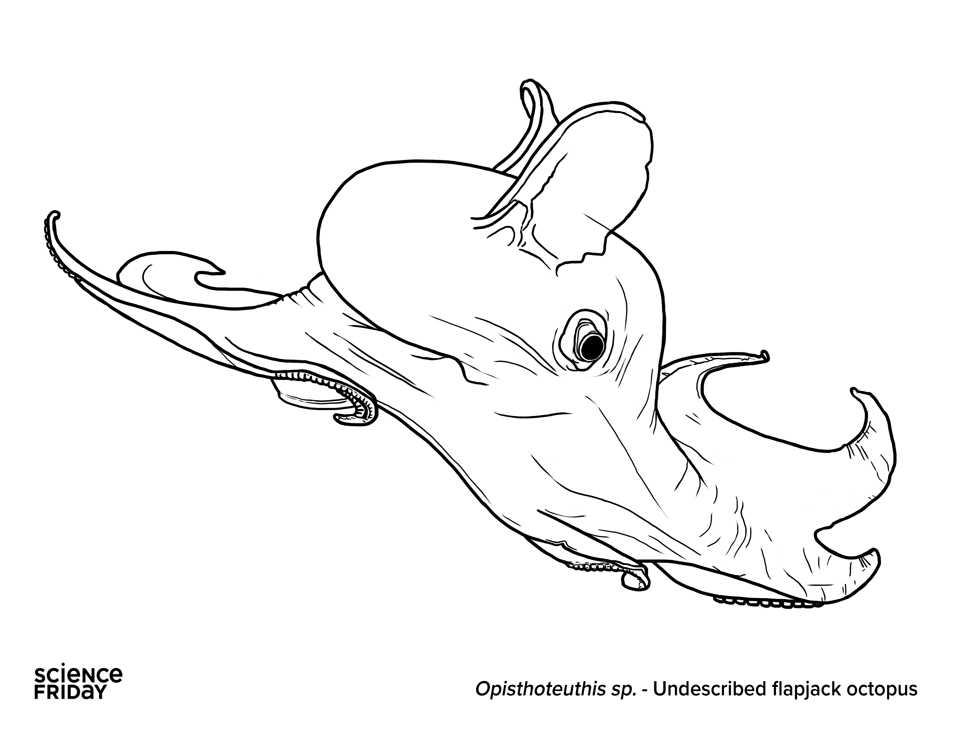 Explore Our Digital Cephalopod Coloring Book