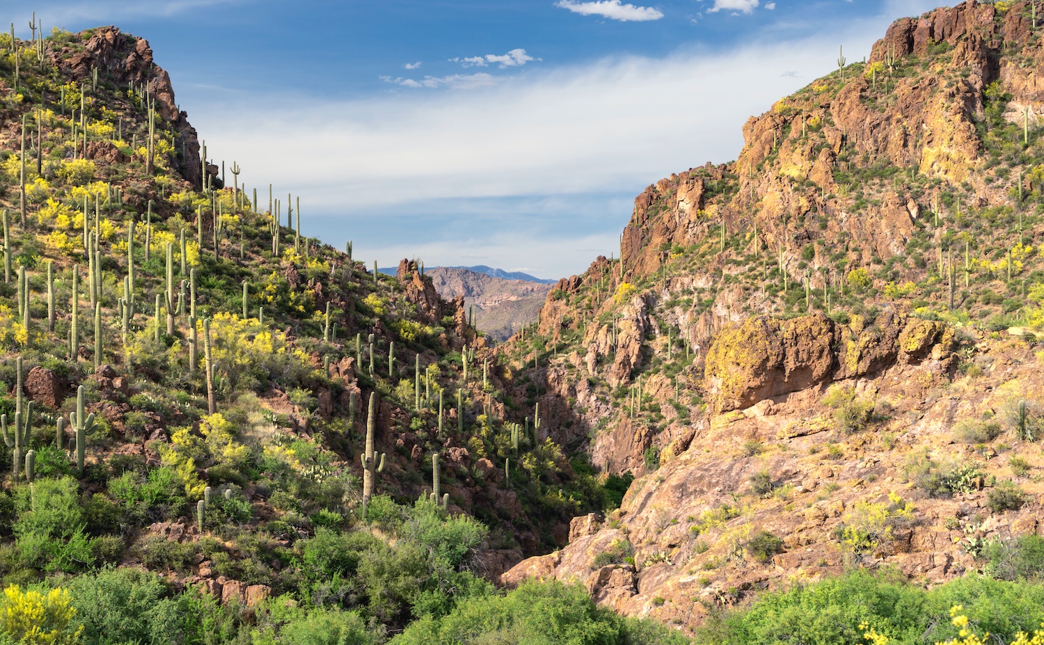 Conserving The Sonoran Desert's Diverse Wildlife