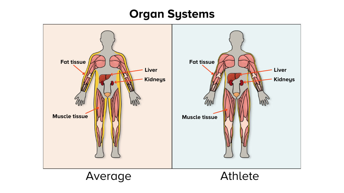 Do Cells, Tissues, And Organs Give Super Athletes An Edge?