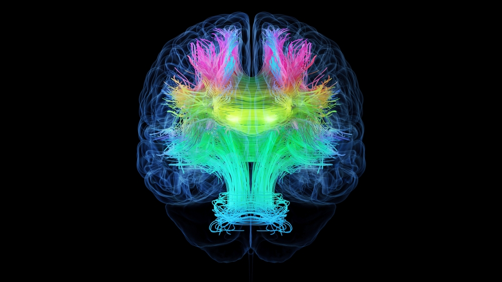 Renowned ‘Homunculus’ Revisited