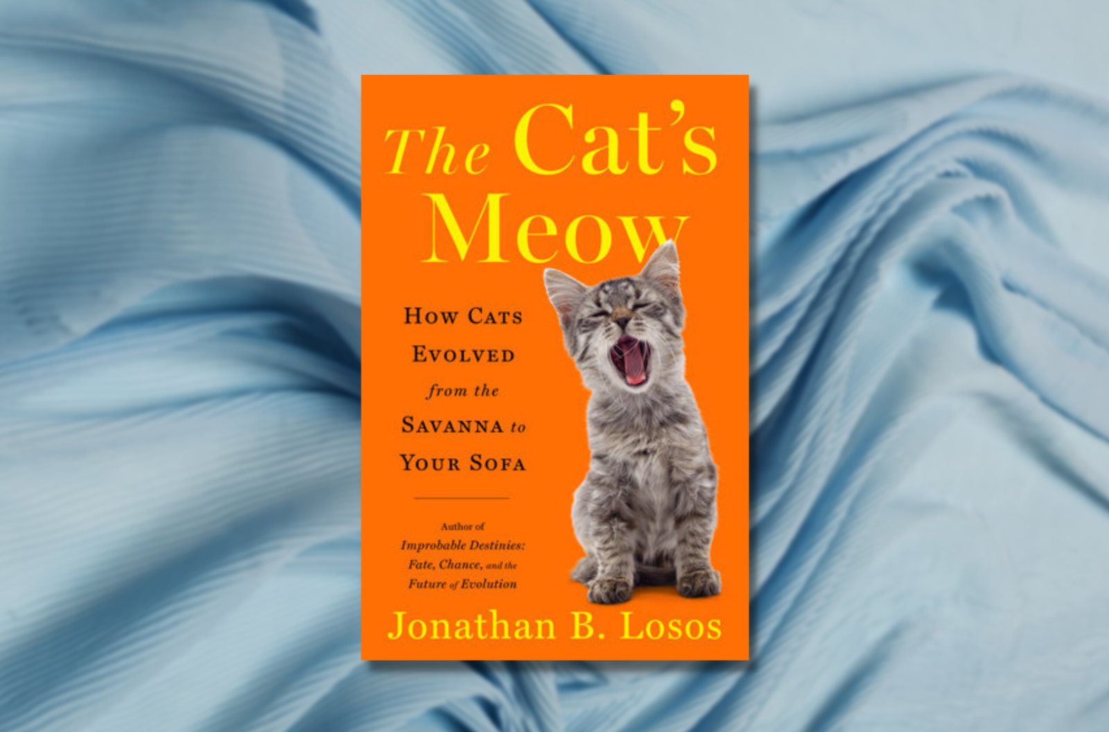 The Paradox Of The Modern Cat