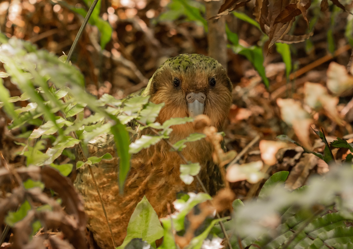 Species Conservation Returns Kākāpō Parrot To New Zealand