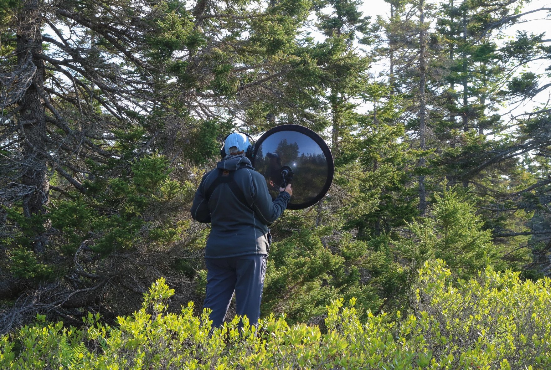 Preserving Acadia National Park’s Vanishing Birdsong