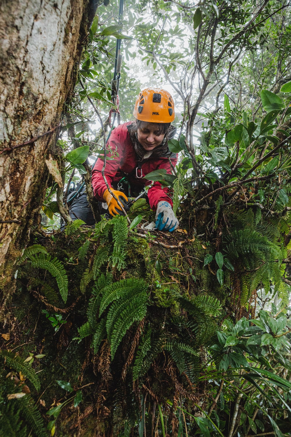 How Soil Grows Above The Trees