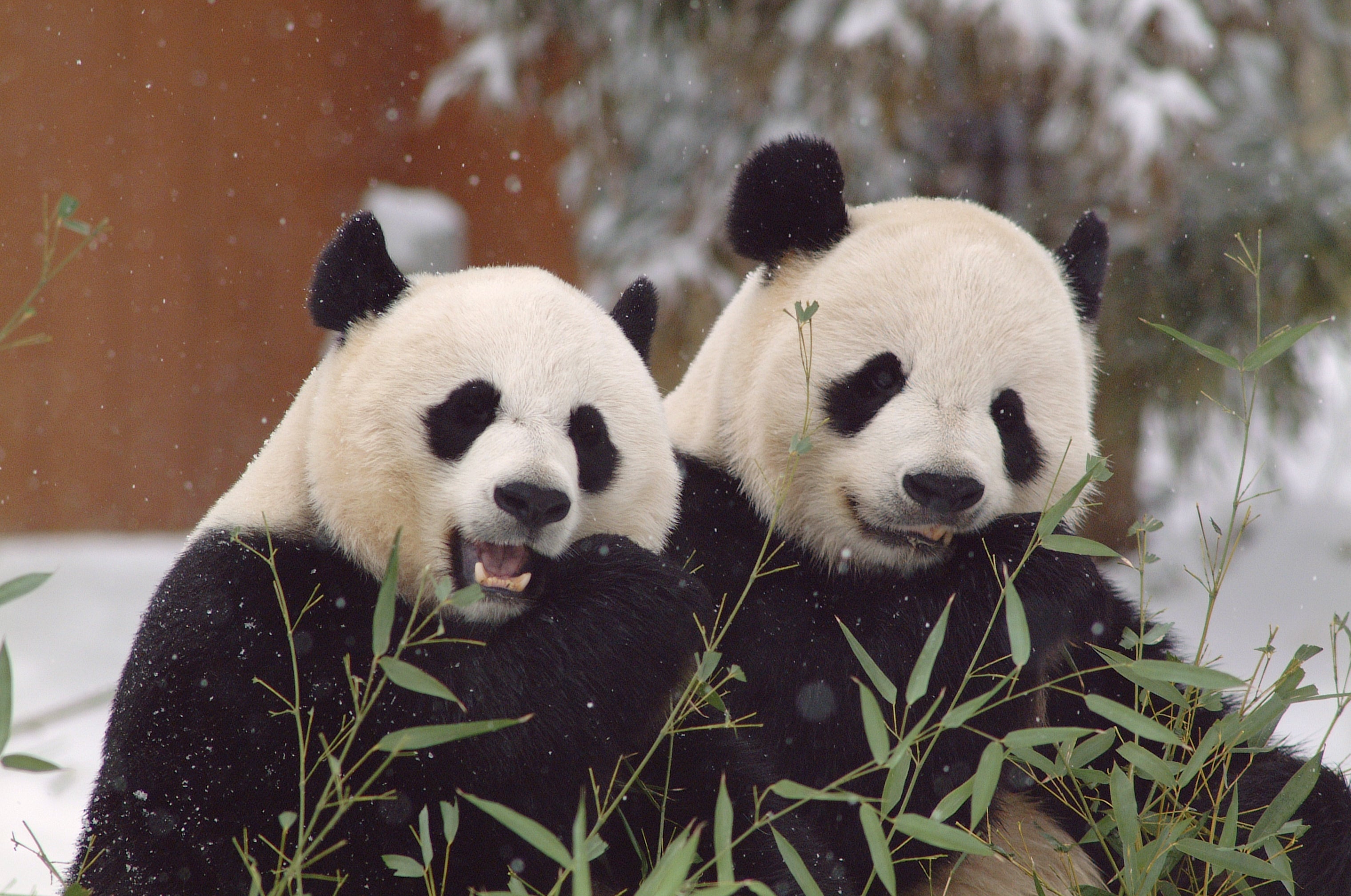 How 'Panda Diplomacy' Led To Conservation Success