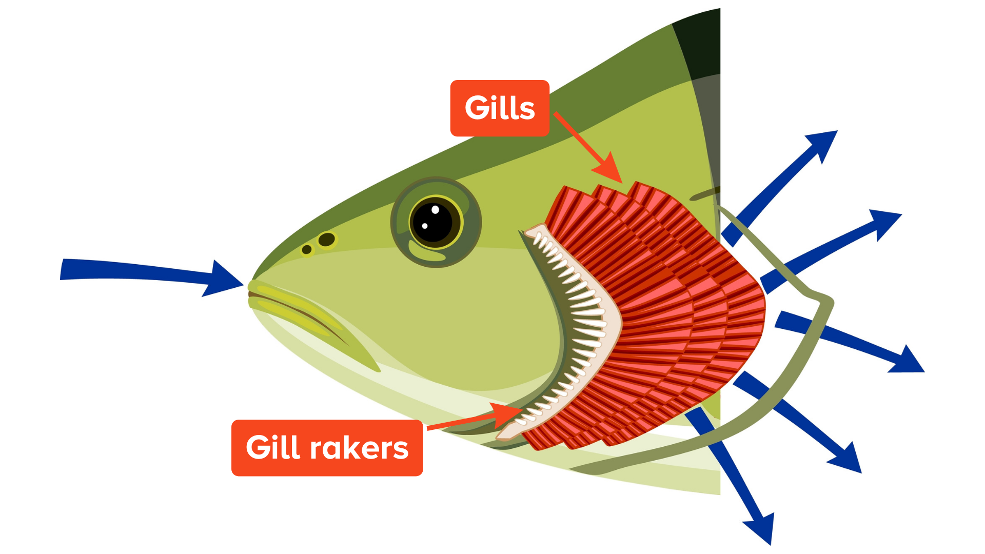 Use Clues From Rapid Evolution To Design Better Fish Gills