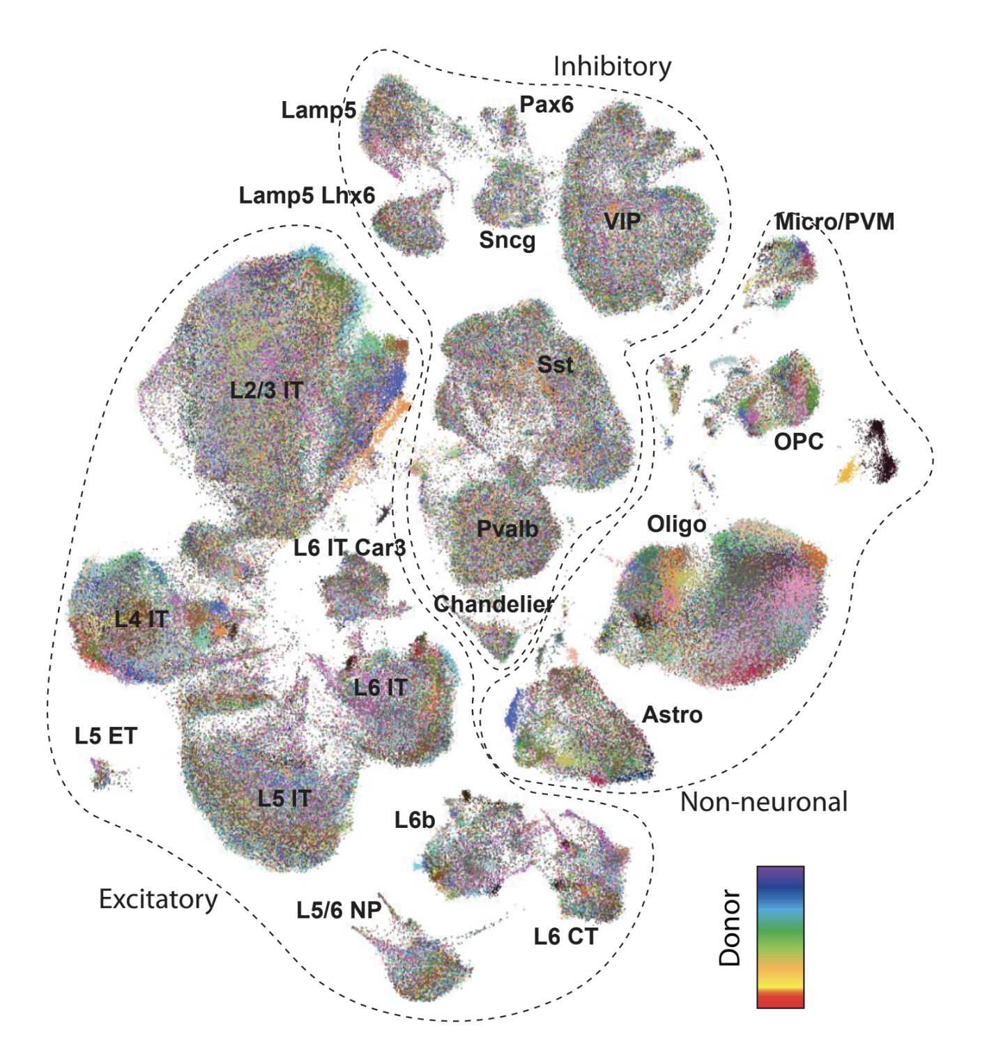 3,000 Types Of Brain Cells Categorized In Massive Brain Cell Atlas