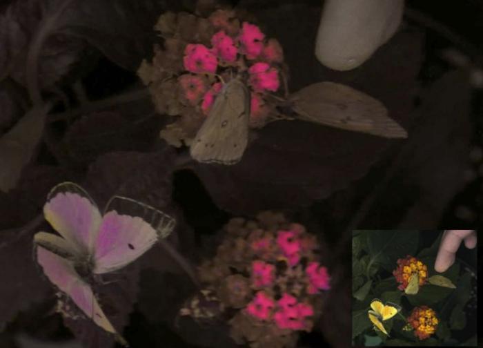 A Camera System That Sees Like Bees, Dogs, and Other Species