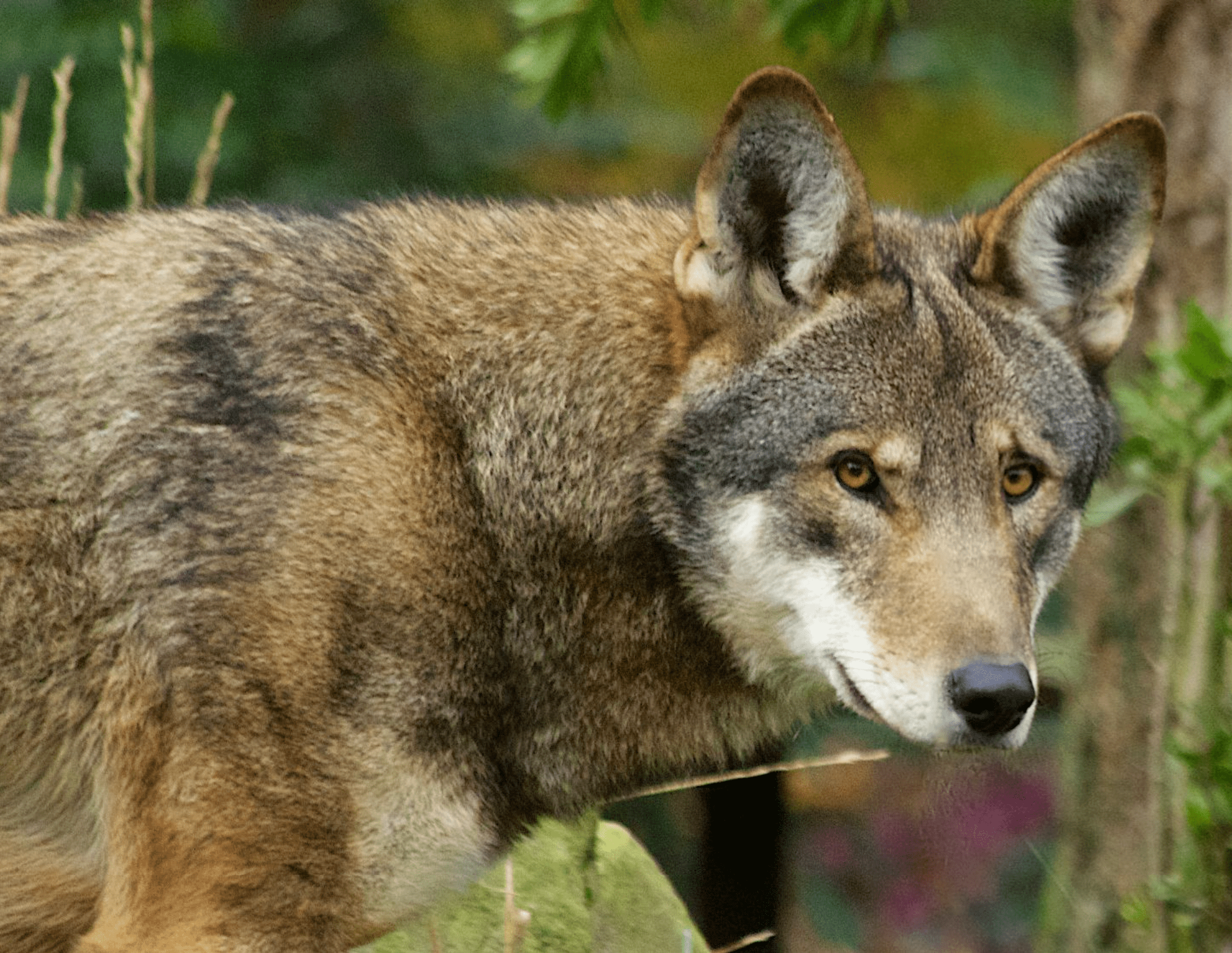 The Ongoing Benefit Of The Endangered Species Act