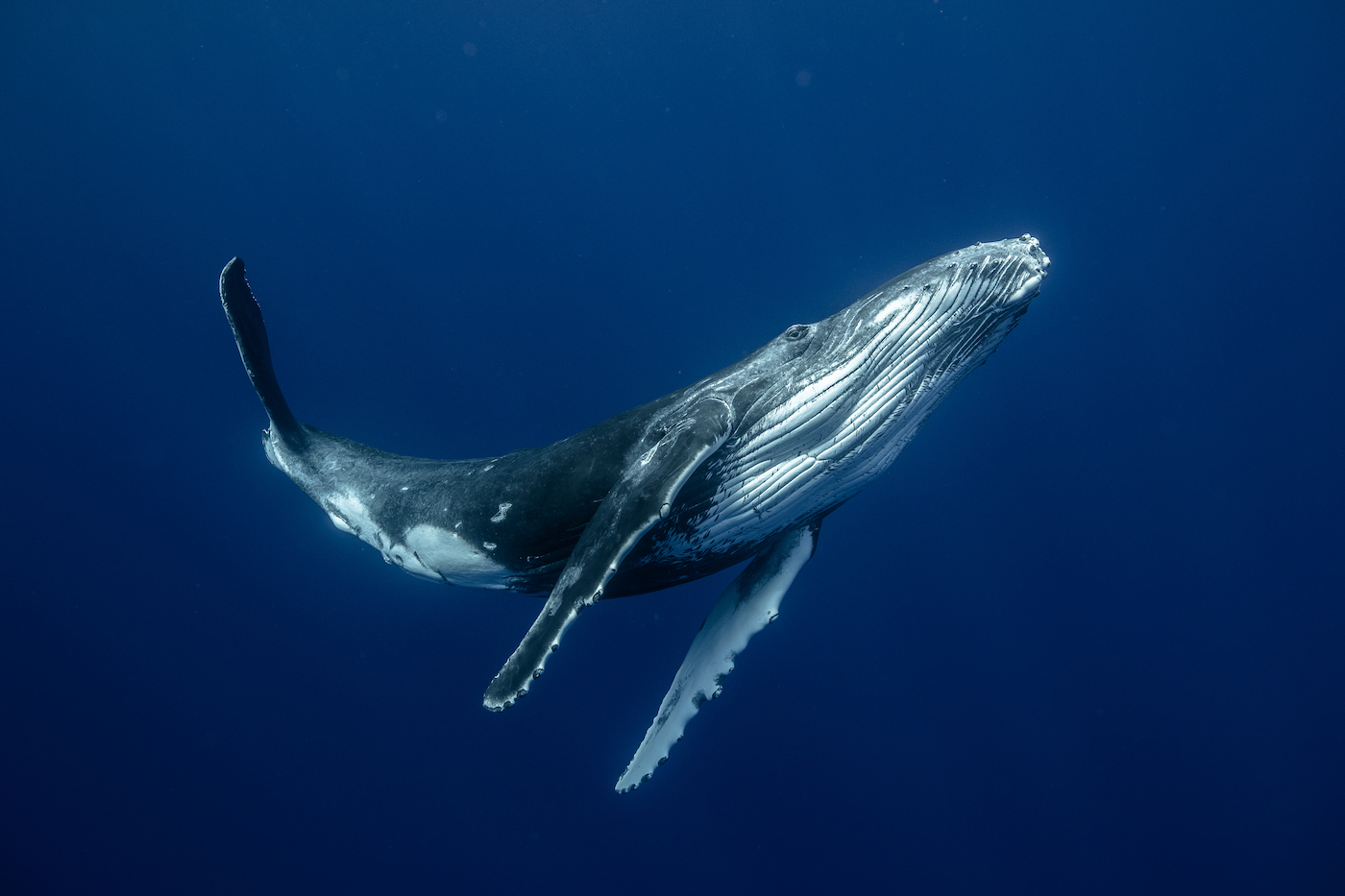 Whale Song Is All In The Larynx