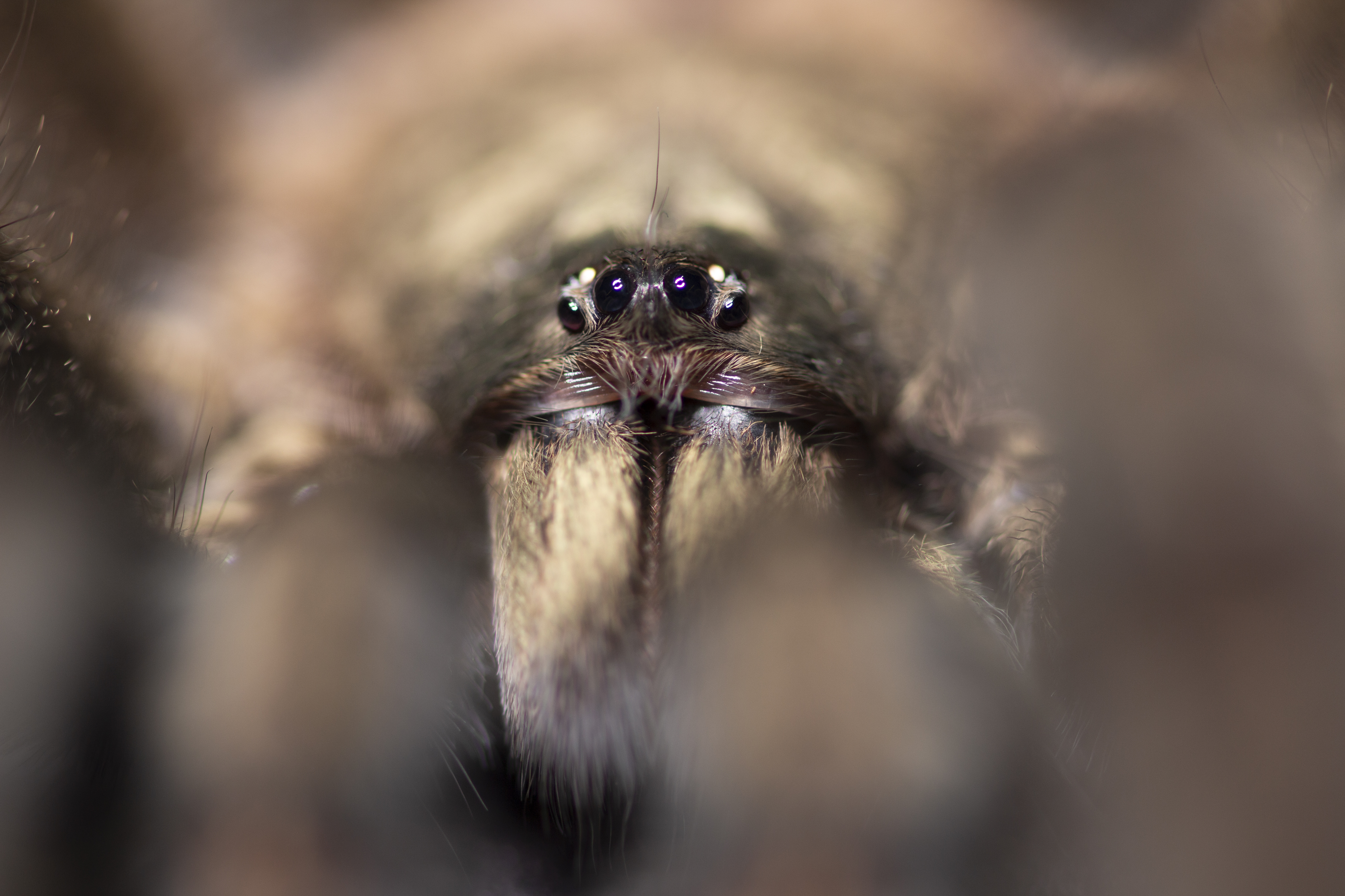 Protecting The ‘Satan’ Tarantula and Other Lovable Giant Spiders