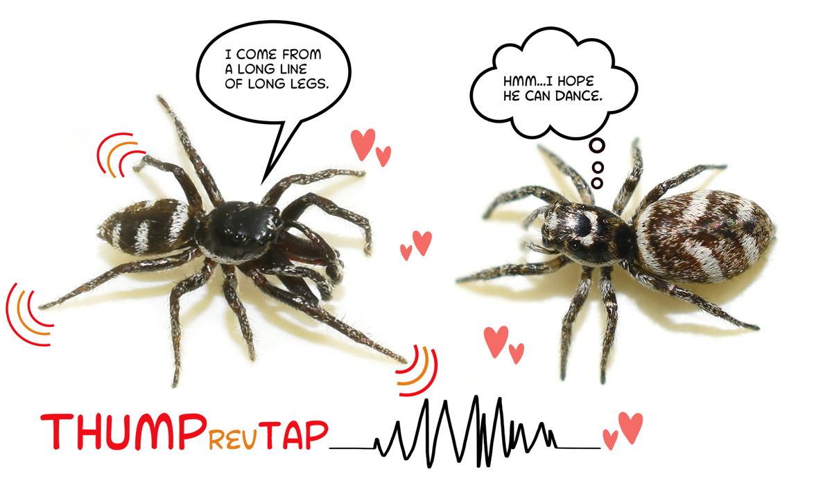 Talk Like A Spider Using Sound And Secret Codes