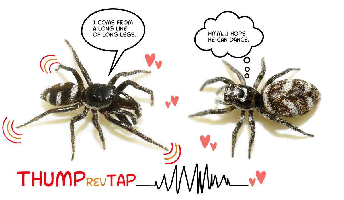 Talk Like A Spider Using Sound And Secret Codes