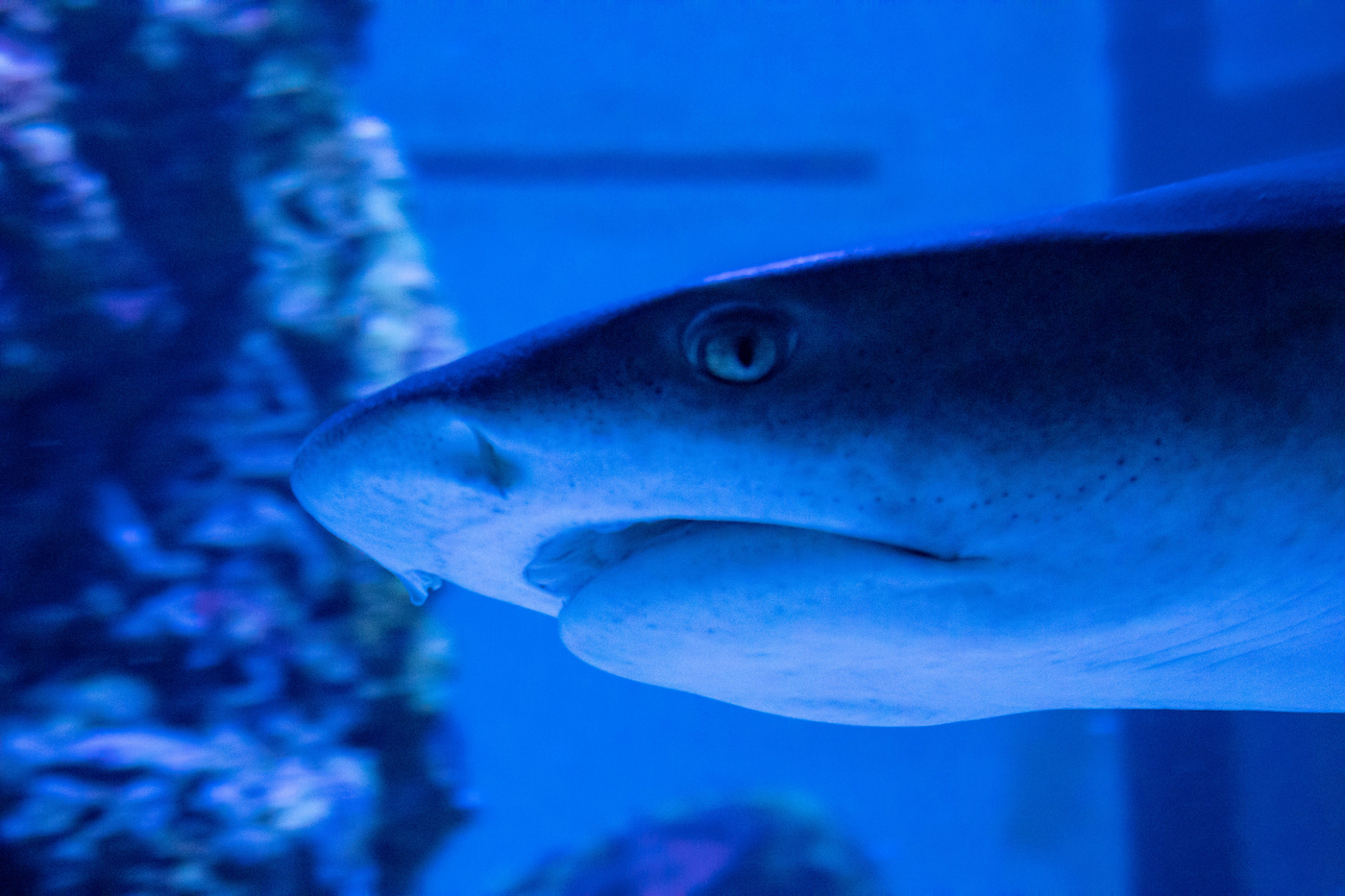 Blood In The Water: Shark Smell Put To The Test