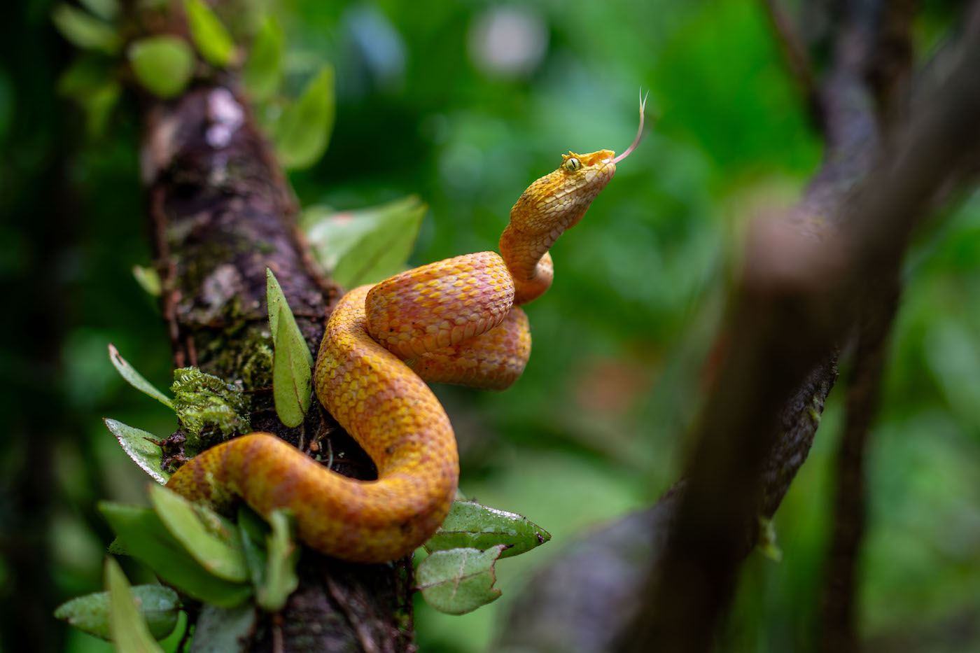 Snakes Are Evolutionary Superstars