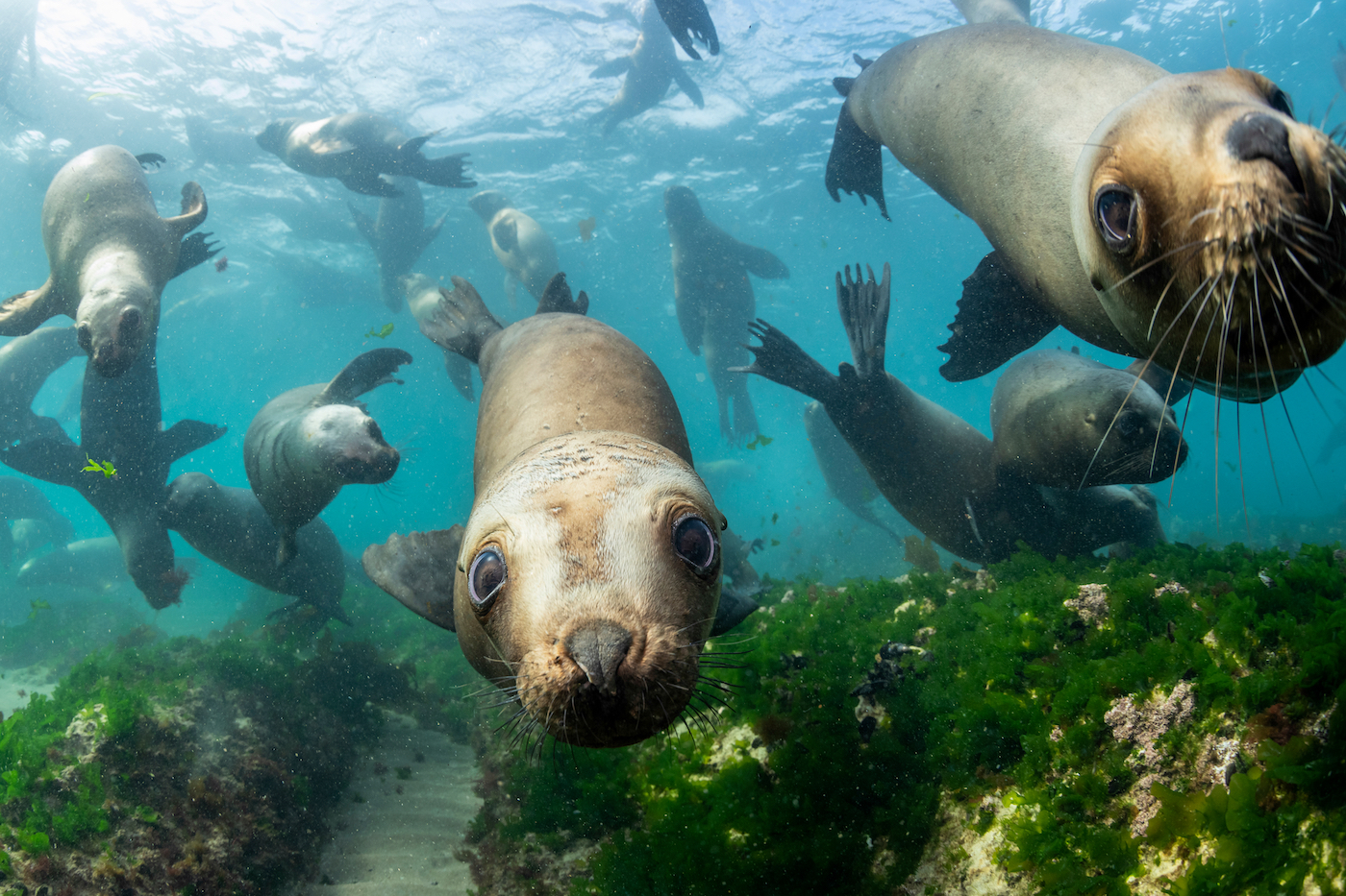 Swimming Sea Lions Teach Engineers About Fluid Dynamics
