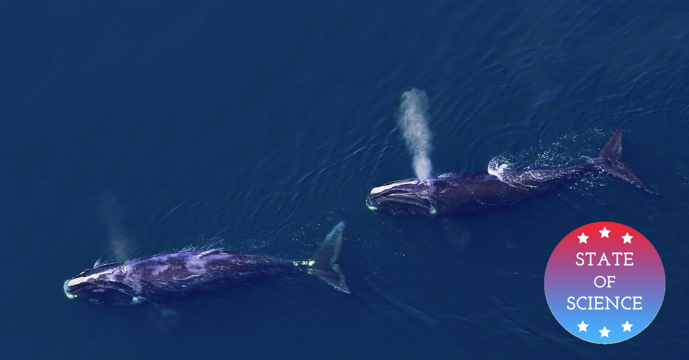 The Complicated Truths About Offshore Wind And Right Whales