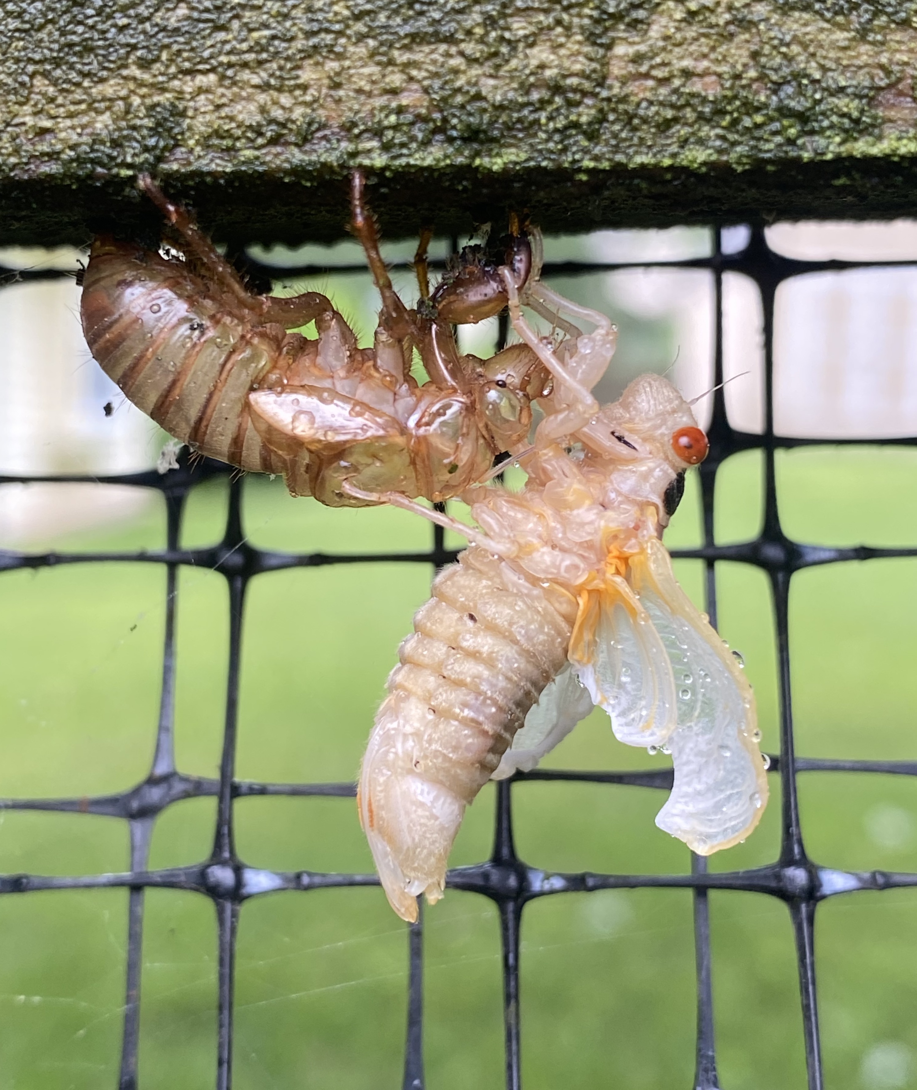 A Rare Double Brood Emergence Of Cicadas Has Begun