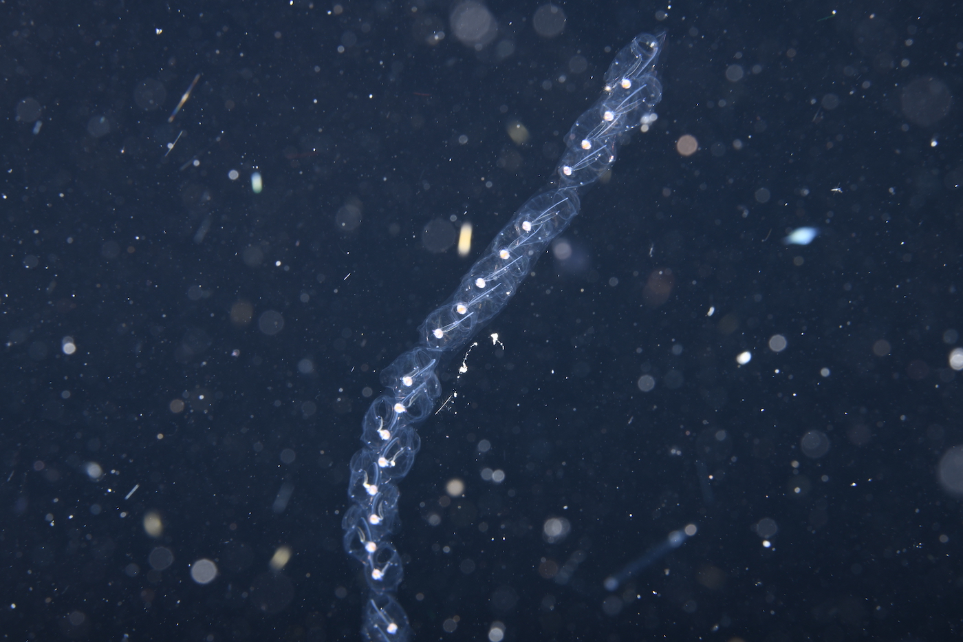 The Small Jelly Creatures That Link Up And Swim in Corkscrews