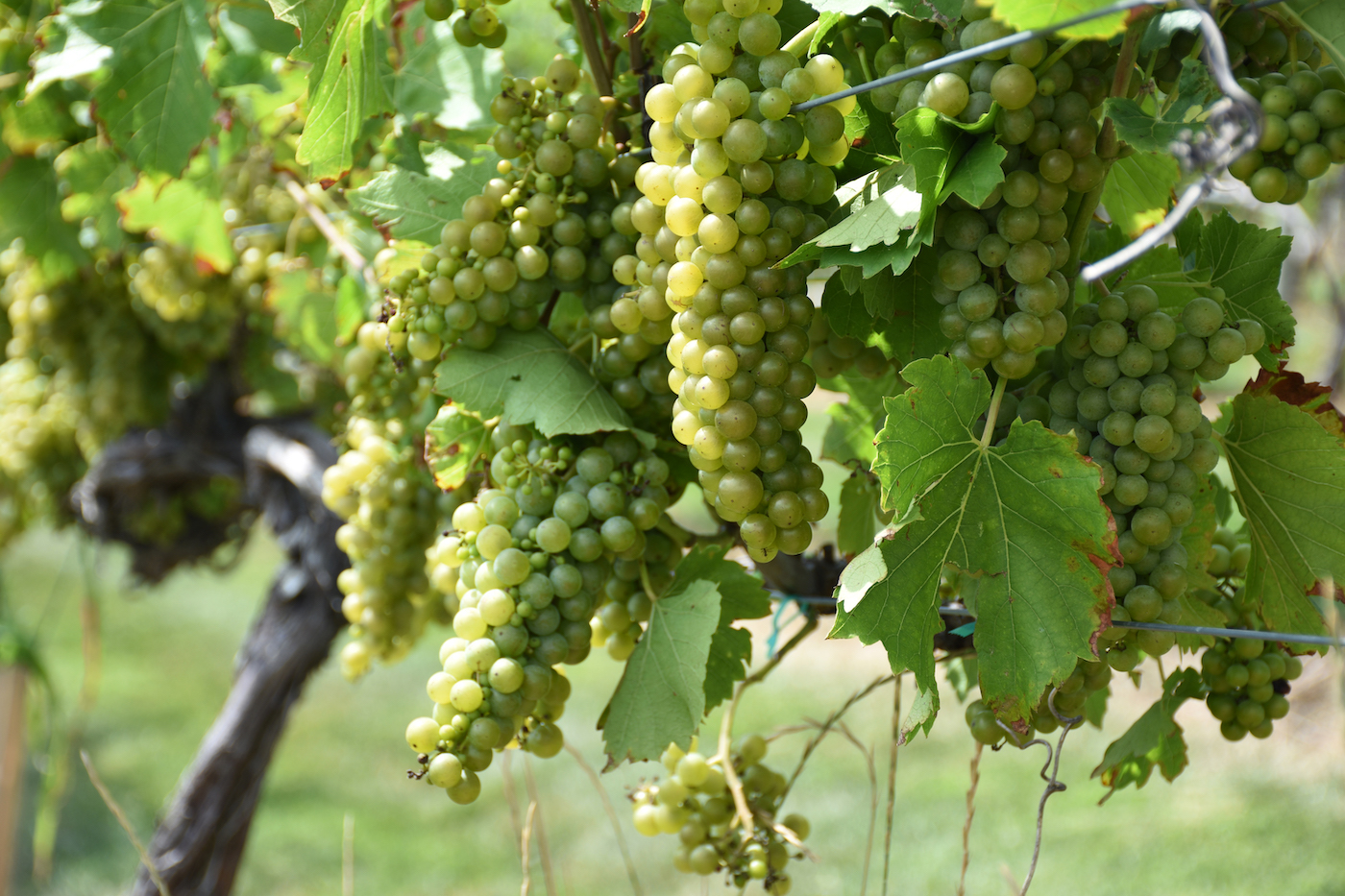 Fine-Tuning Grapes For Iowa’s Wine Industry