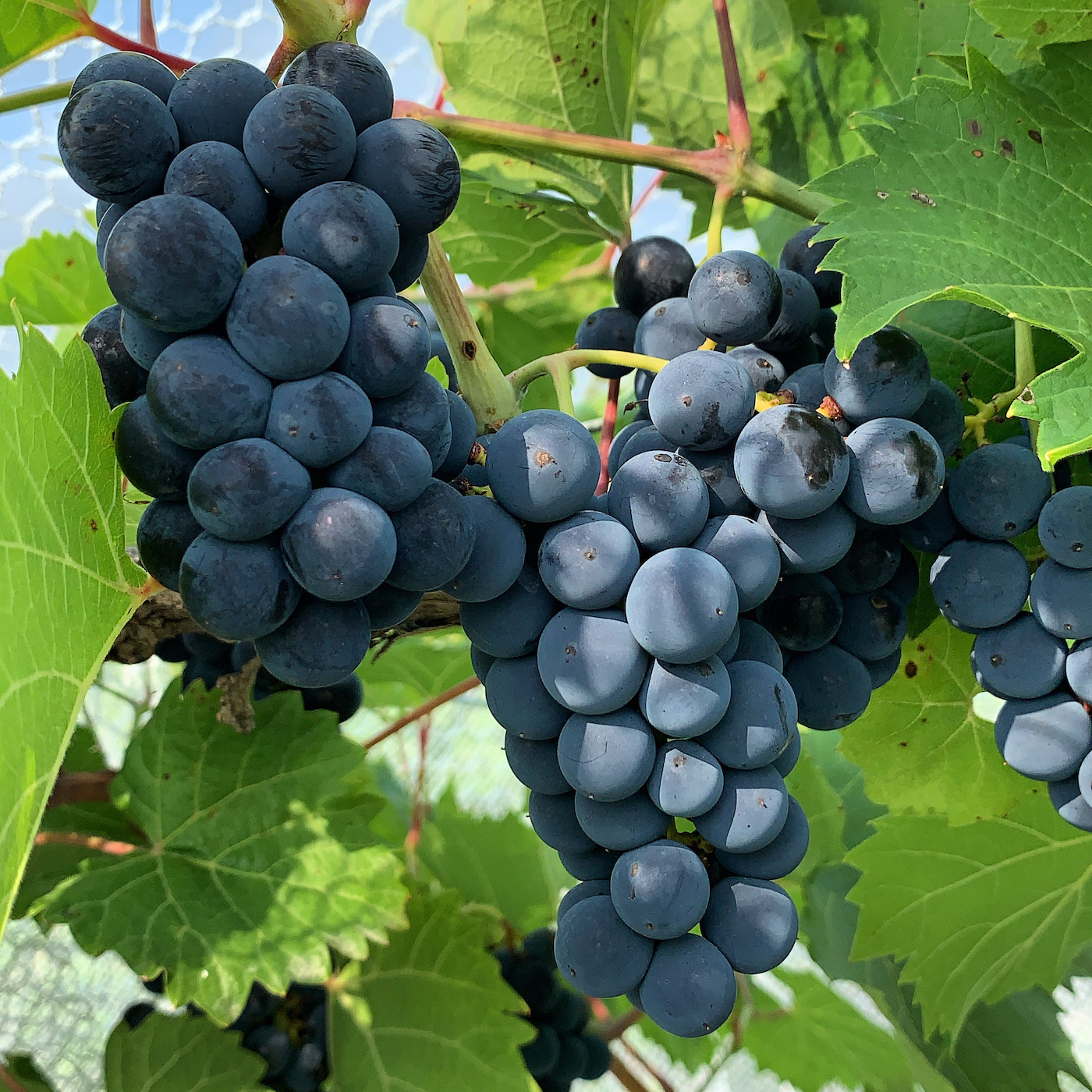 Fine-Tuning Grapes For Iowa’s Wine Industry