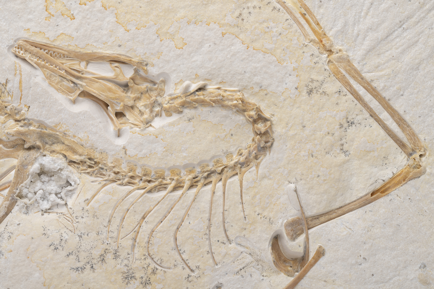 Remarkably Well-Preserved Archeopteryx Specimen Unveiled