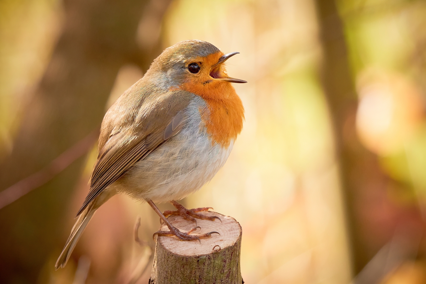 The Organ That Gives Birds Their Voices