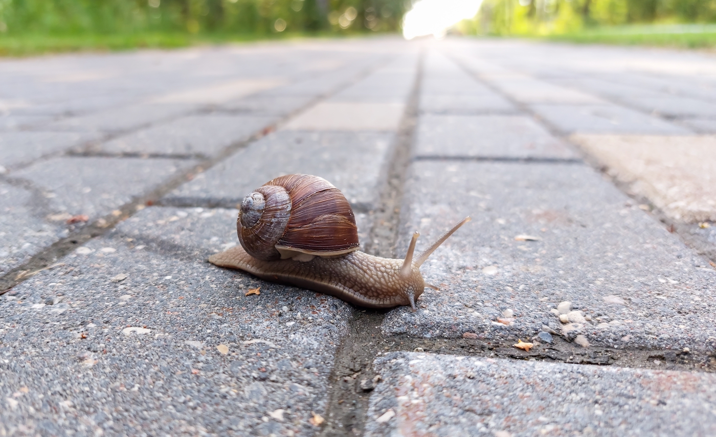 Which Animals Like Cities Most? Slugs And Snails Top The List.