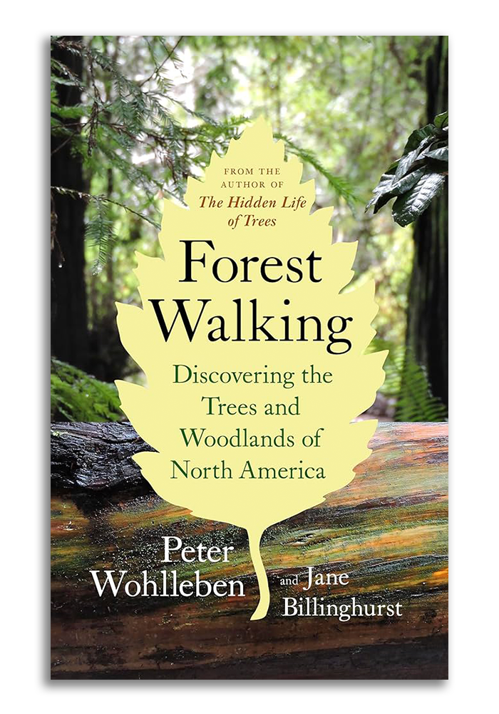 Read 'Forest Walking' With The SciFri Book Club