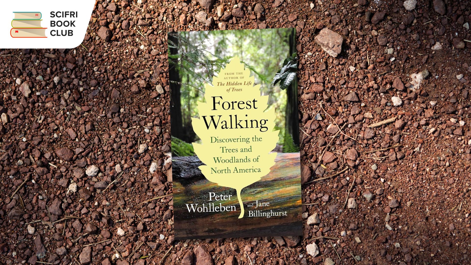 Read 'Forest Walking' With The SciFri Book Club