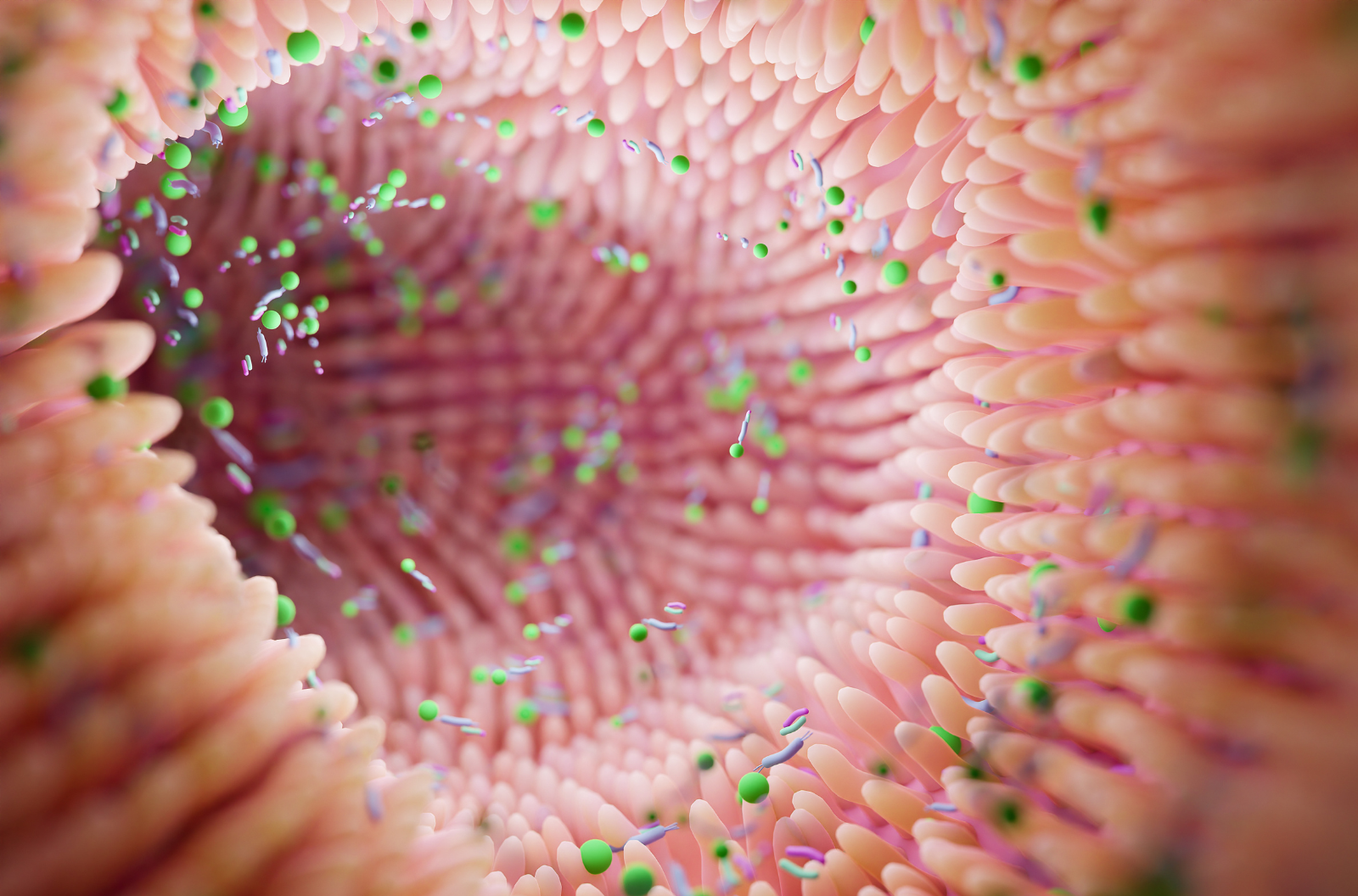 What The Small Intestine Can Tell Us About Gut Health