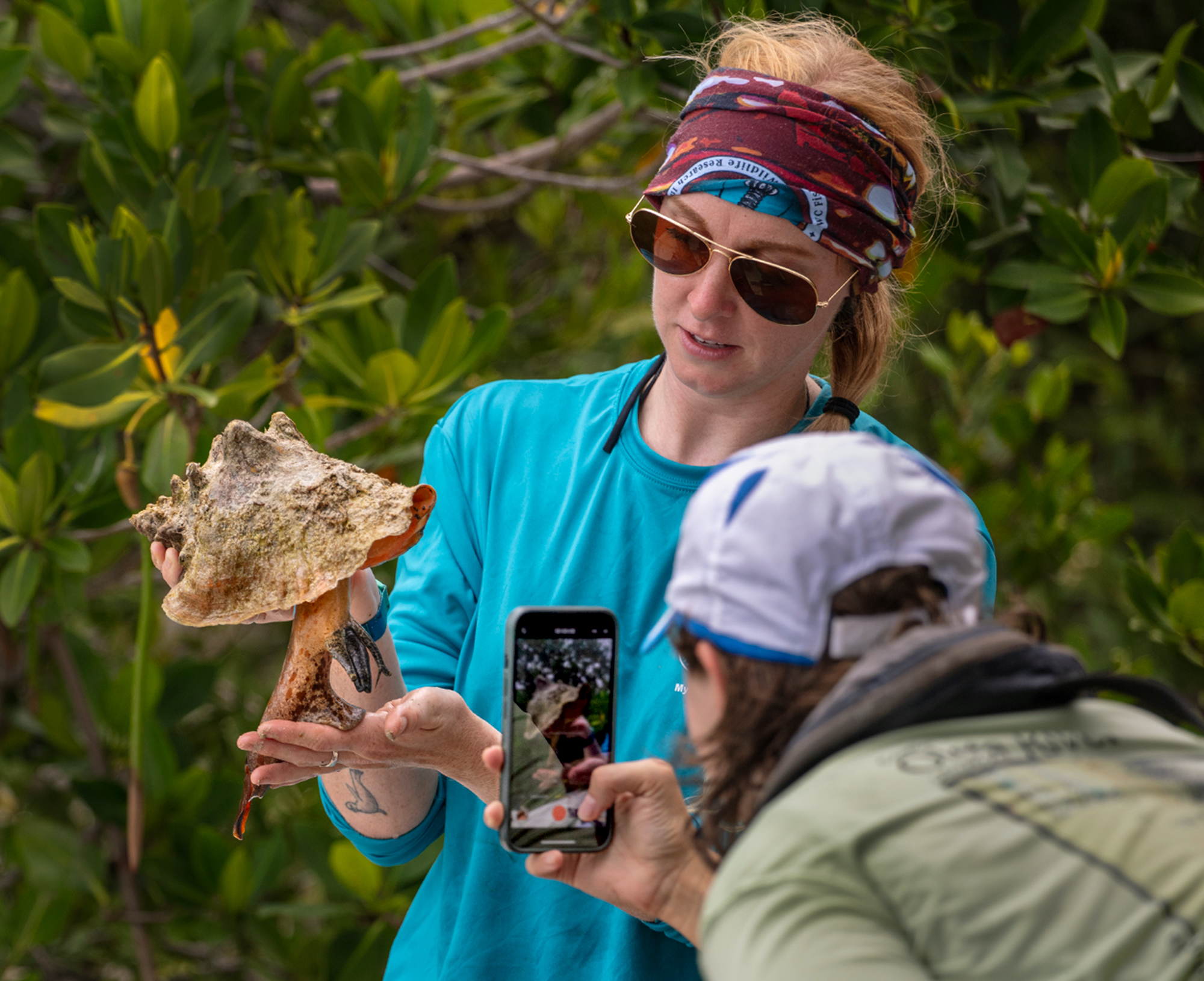 Helping Queen Conchs Mate In The Florida Keys