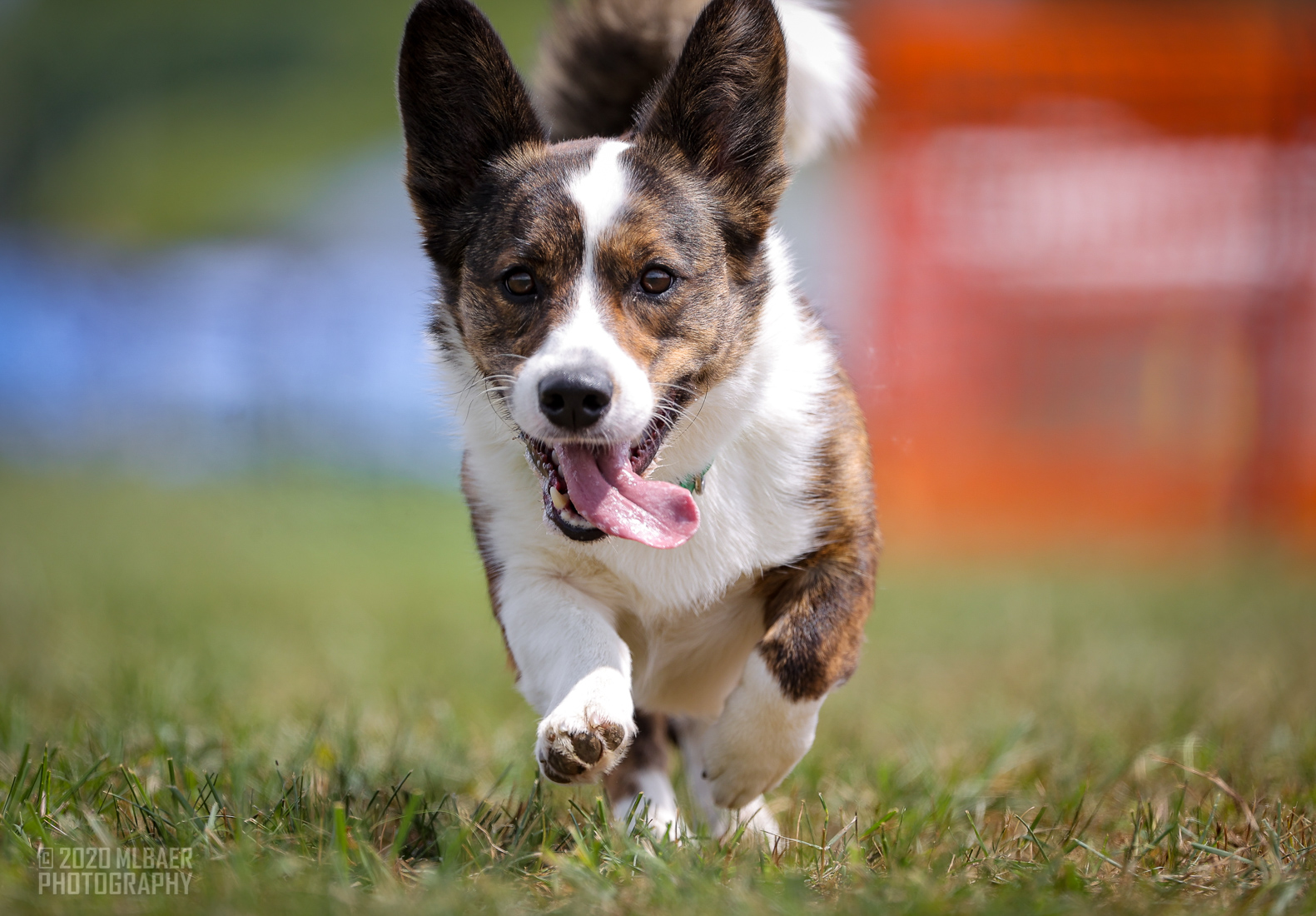 Training Dogs To Stop The Spread Of Spotted Lanternflies