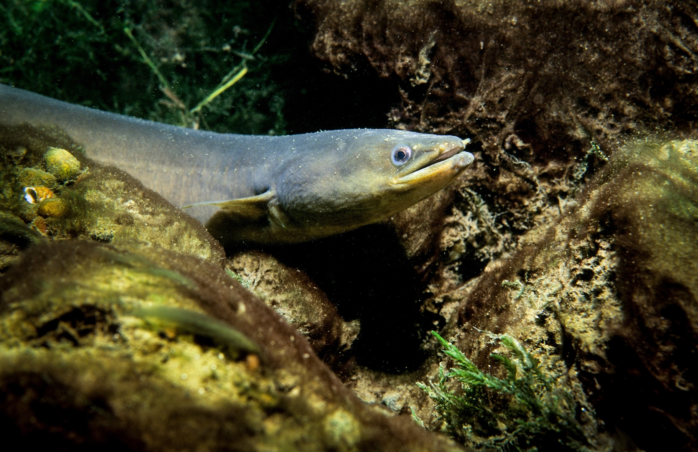 Why Eels Are So Mysterious—And In Demand