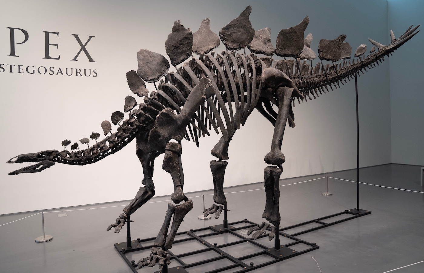 What The Private Sale Of Fossils Means For Paleontology