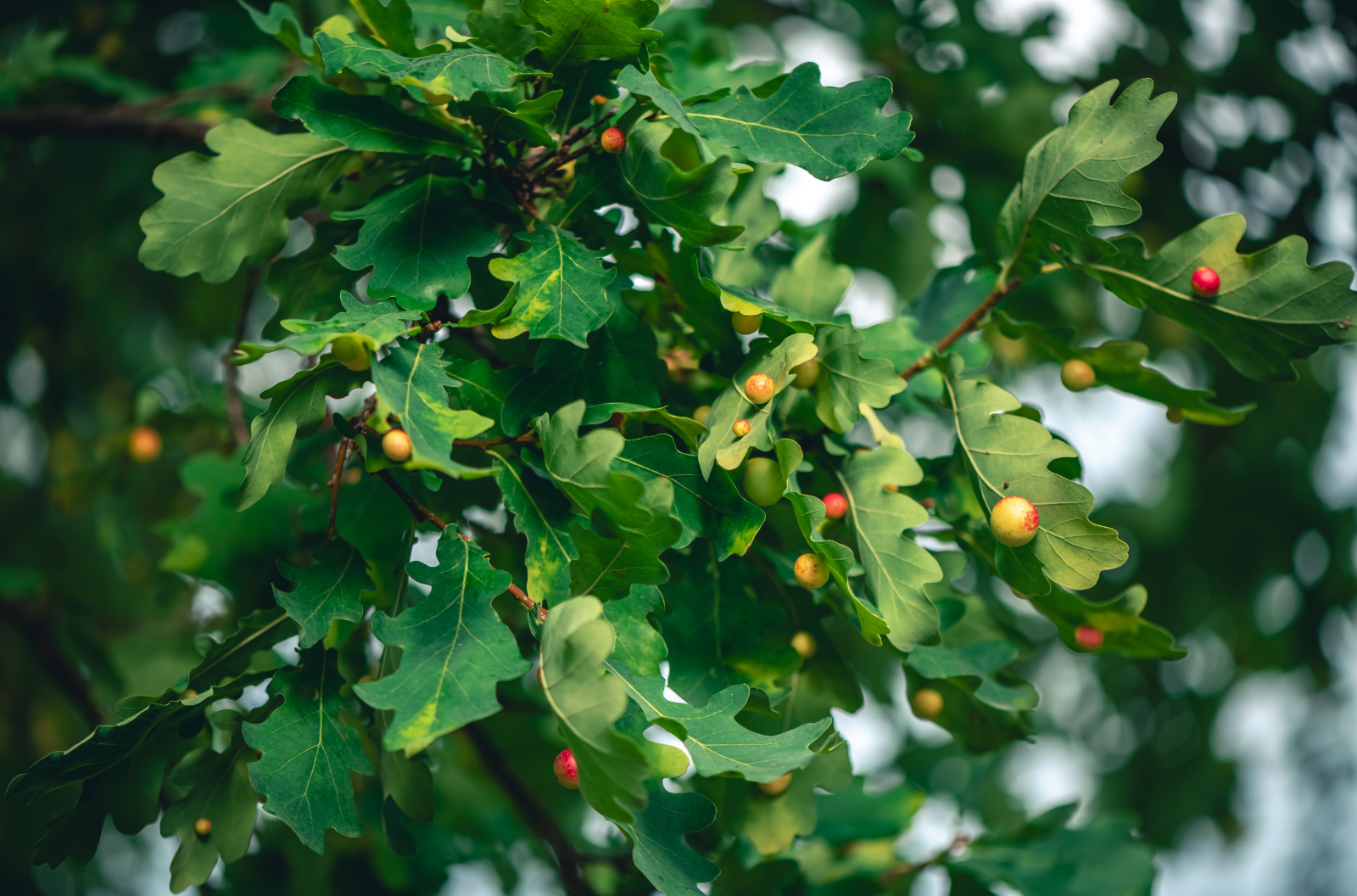 Make Ancient Ink With The Help Of Oak Tree Parasites