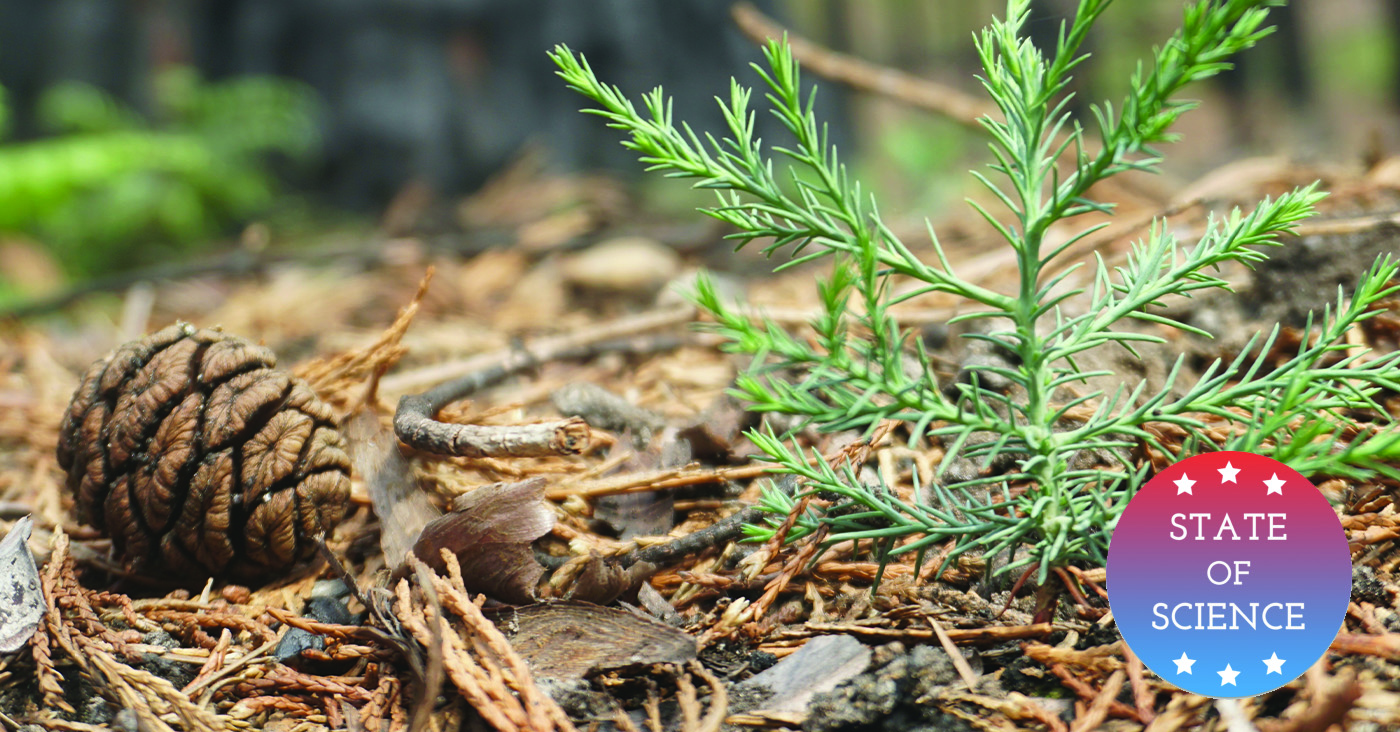 Protecting Sequoias From Wildfire Raises Tricky Questions