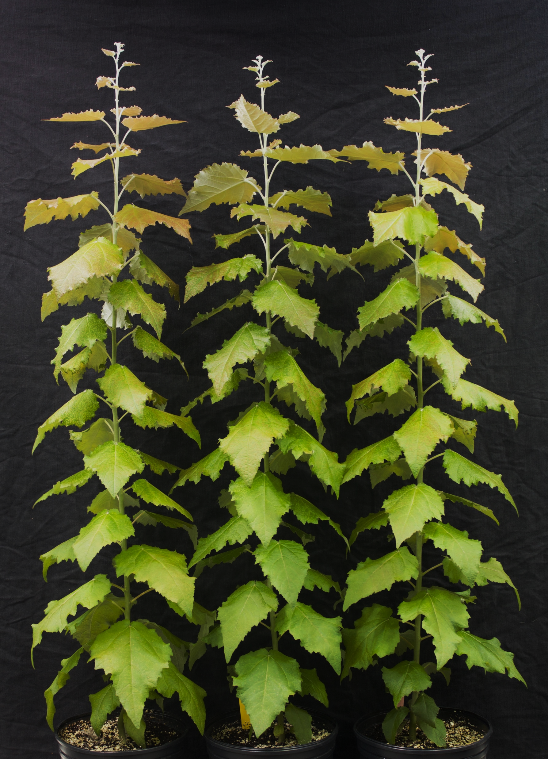 Genetically Engineering Stronger Poplar Tree Wood